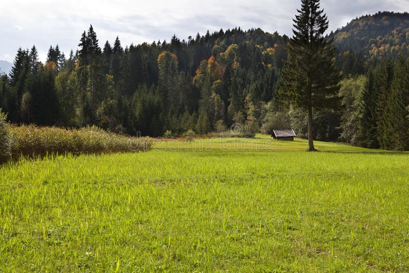 Wooden hut in the forest stock photo. Image of alps, flora - 27436906