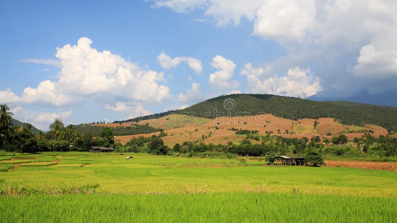 Wooden Hut and Rice Field at the Valley Stock Image - Image of farming ...