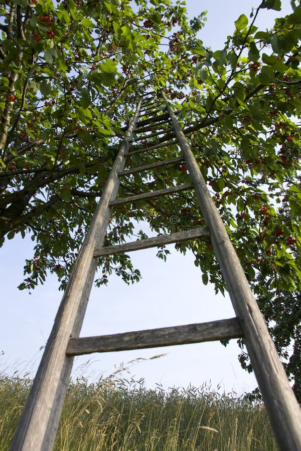 Wooden Ladder Leaning Against a Cherry Tree with Ripe Fruit. Stock ...