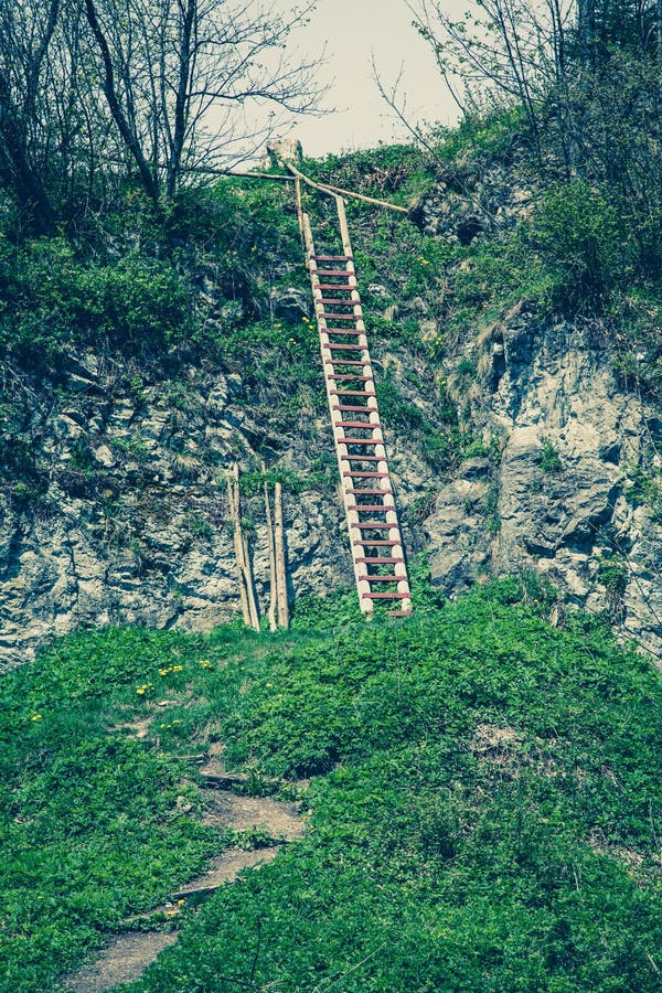Wooden ladder stock photo. Image of green, ladder, tall - 54000190