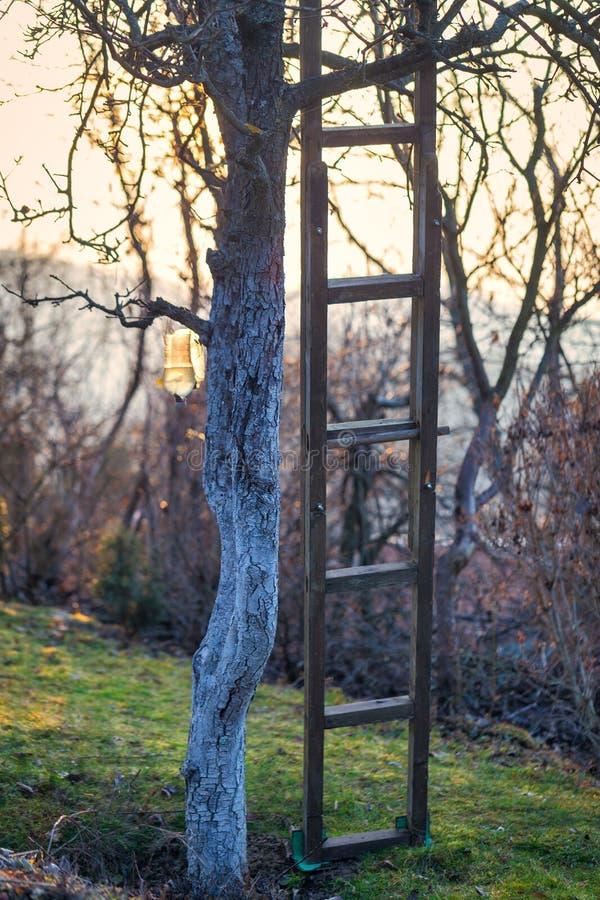 Wooden Ladder Leaning on a Fruit Tree in Garden Stock Image - Image of ...