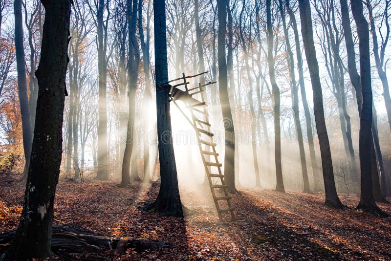 Wooden Ladder Leaning on a Tree in a Forest Under the Bright Sunlight ...