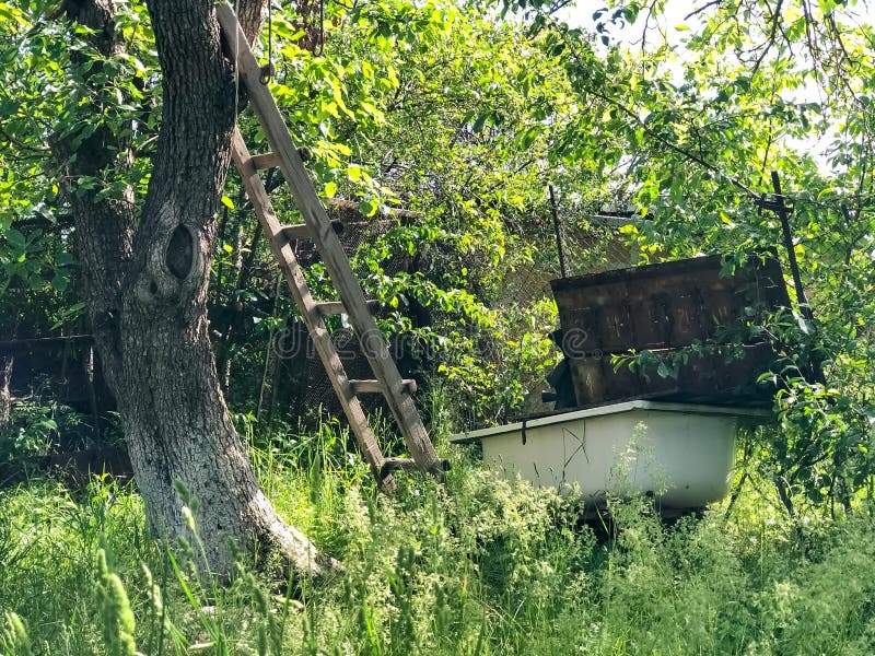 Wooden Ladder on the Tree in the Forest Stock Image - Image of ladder ...