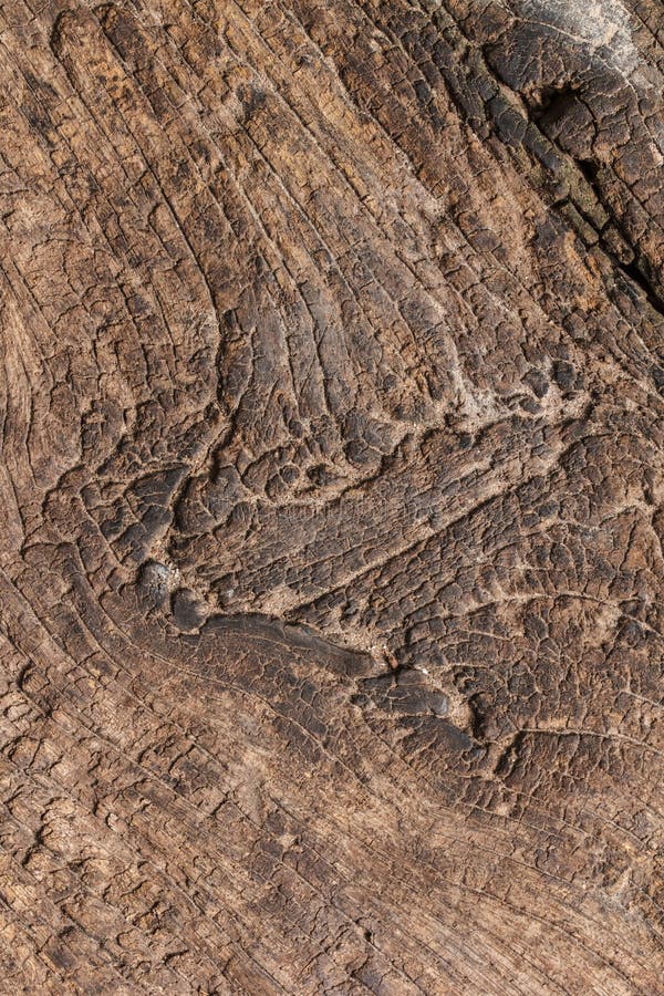 Wooden line texture stock image. Image of nature, material - 59286469