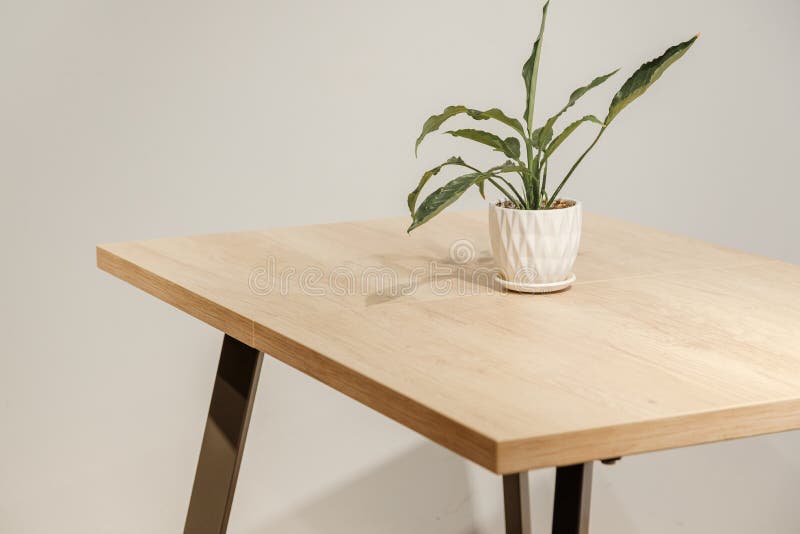 Wooden Loft Table with Home Plant in a Pot Stock Image - Image of house ...