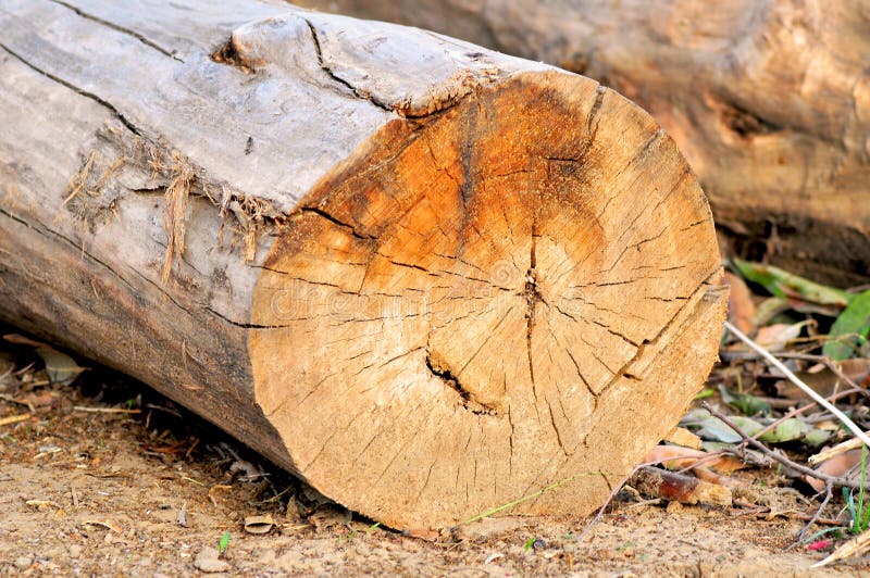 Wood Log stock image. Image of nature, wood, wooden, bark - 28312735