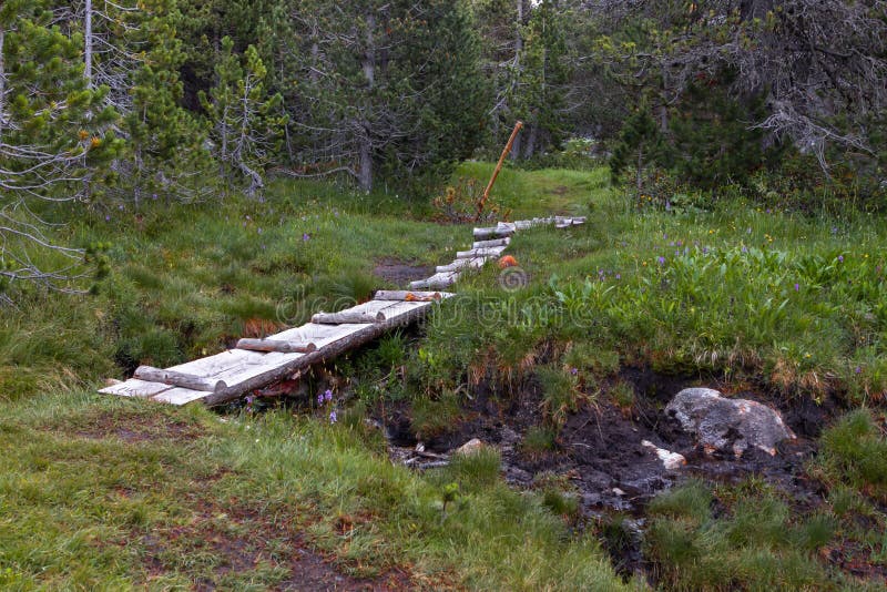 Wooden Log Bridge between the Forest on Mountain River Stock Photo ...