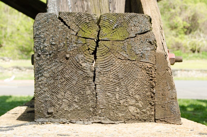 Wooden log cross section stock photo. Image of cross - 113365974