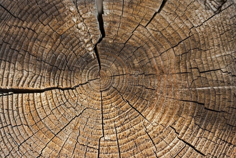Wooden log grain stock image. Image of texture, trunk - 82859927