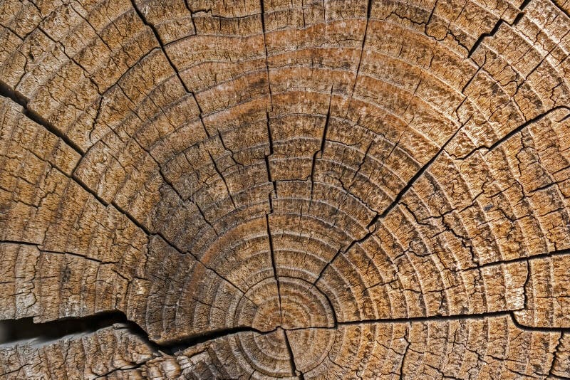 Wooden log grain stock image. Image of natural, structure - 82860001