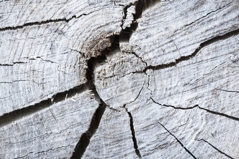 Wooden log grain stock image. Image of annual, editing - 82860345