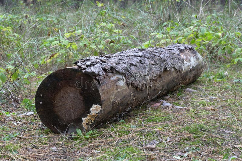 Wooden Log on the Ground in a Grass Stock Image - Image of rural ...