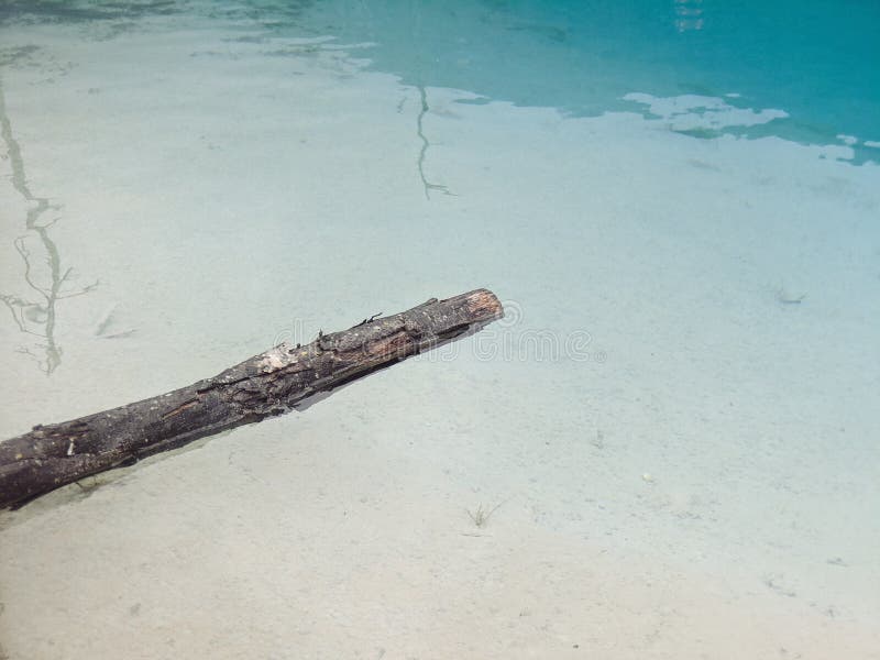 Wooden log in a lake stock image. Image of pond, river - 200586795