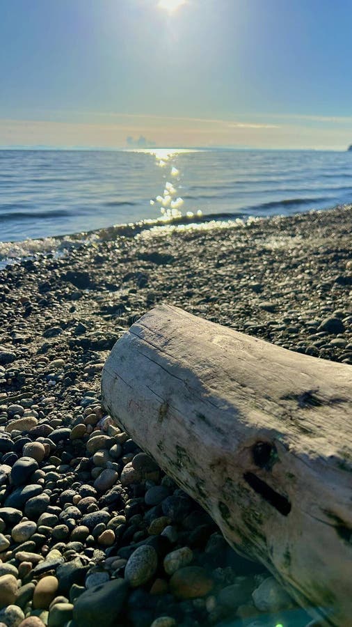 Wooden Log on a Pebble Beach by the Sea. Stock Image - Image of morning ...