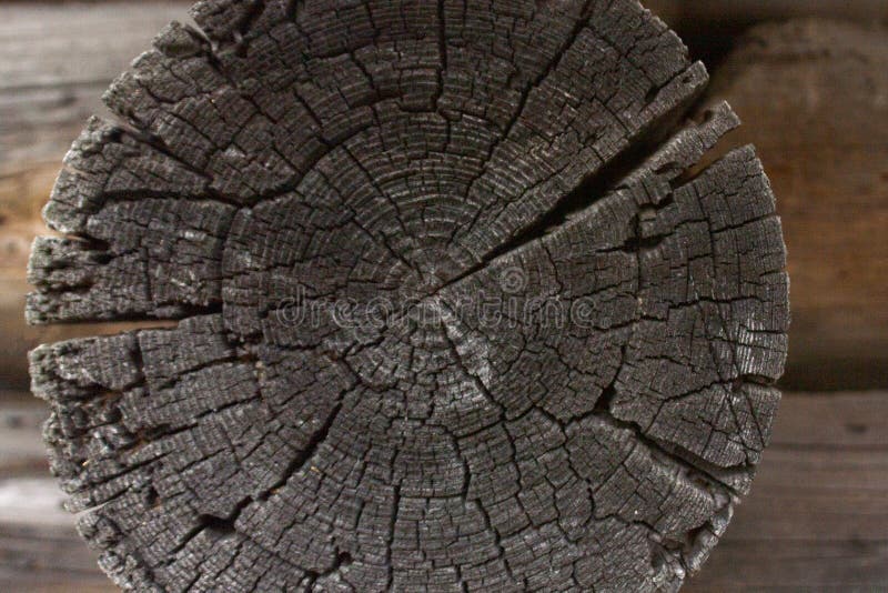 A Wooden Log in the Section. the Old, Dried-up Tree Turned Black Stock ...