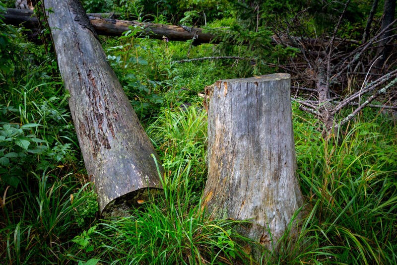 Wooden Log and Stump in Forest Stock Image - Image of park, bark: 128420431