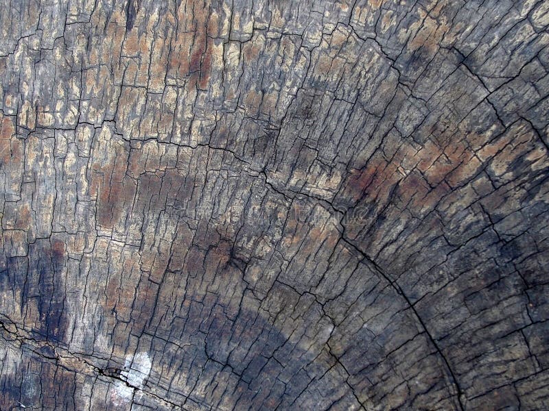 Wooden log texture stock photo. Image of rough, growth - 49648978