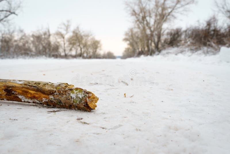 Wooden Log Under the Snow. Snowfall Broke a Tree Stock Image - Image of ...
