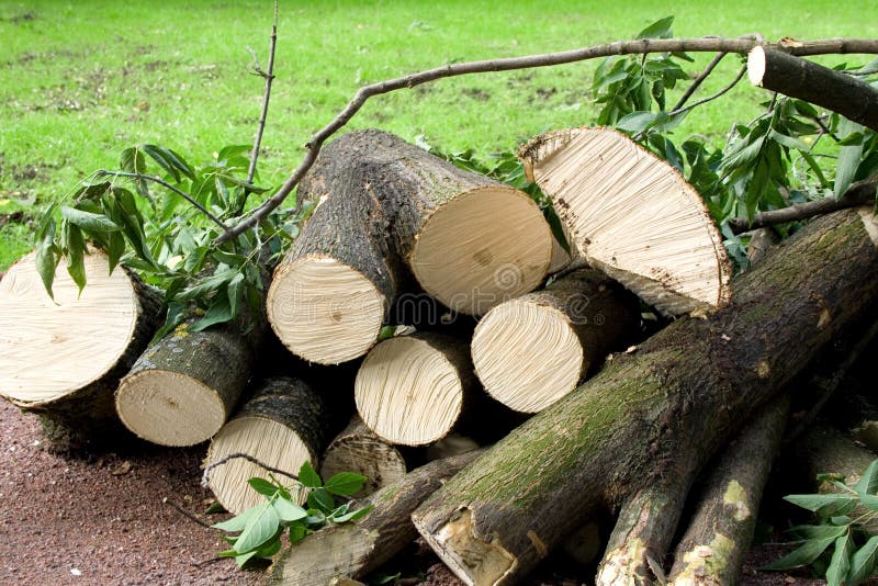 Wooden logs stock photo. Image of structure, fire, material - 11500652