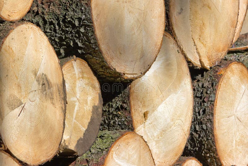Wooden logs stock image. Image of brown, round, tree - 18743469
