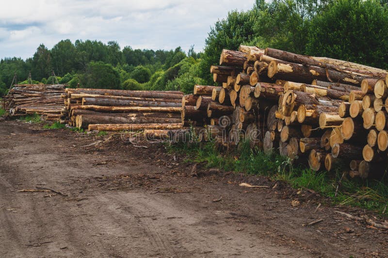 Wooden Logs in the Forest. Chopped Tree Logs Stack Stock Photo - Image ...