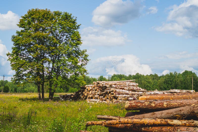 Wooden Logs in the Forest. Chopped Tree Logs Stack Stock Photo - Image ...