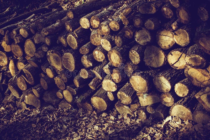 Wooden Logs in a Forest on Display Stock Image - Image of rural, design ...