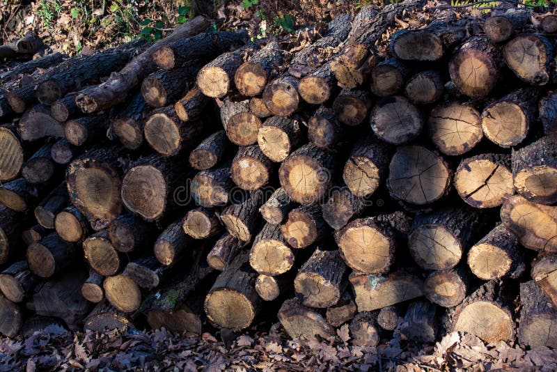 Wooden Logs in a Forest on Display Stock Photo - Image of logging, pile ...