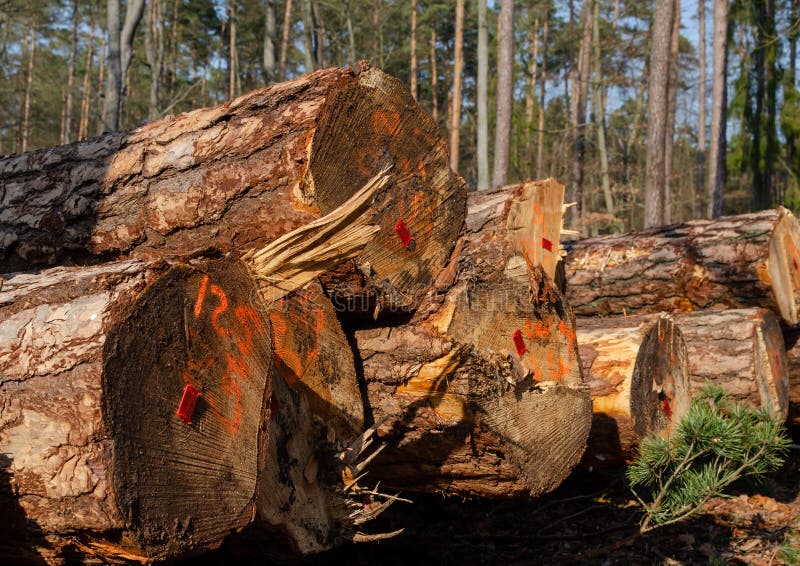 Wooden Logs in the Forest. Freshly Cut Pine Tree Logs with Numbers and ...
