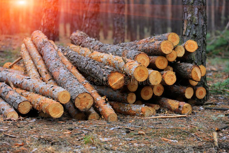 Wooden logs in forest stock image. Image of stacked - 206613159