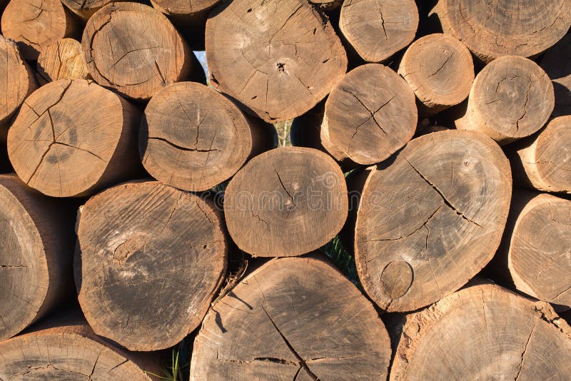 Wooden Logs from the Front stock photo. Image of fell - 77895076