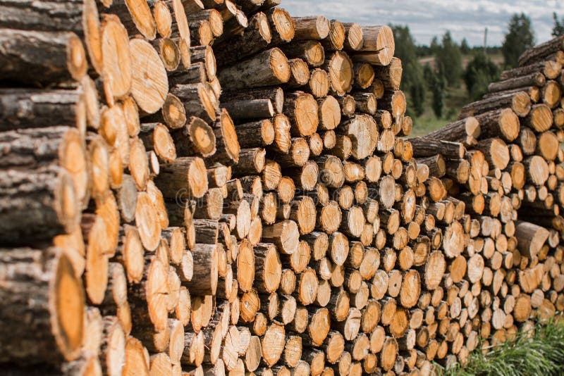 Wooden Logs Lie in a Huge Pile Stock Photo - Image of natural, bole ...