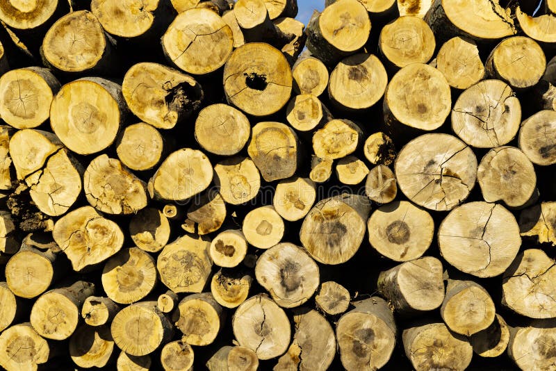 Wooden Logs on the Open Air Stock Image - Image of nature, logs: 266499791