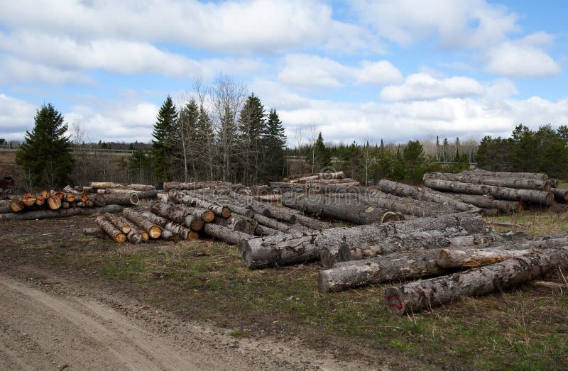 Wooden Logs Out in the Country Stock Photo - Image of field, nature ...