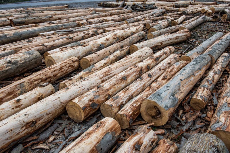 Wooden Logs of Pine Trees in the Forest. Stock Photo - Image of ...