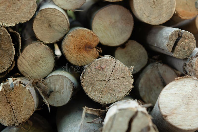 Stack of Tree Trunks. Texture Background Stock Image - Image of ...