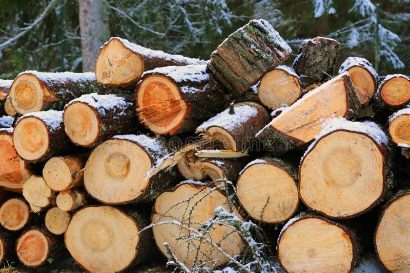 Wooden logs in forest stock image. Image of alternative - 110603387