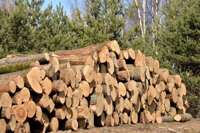Wooden Logs. Timber Logging in Forest Stock Photo - Image of stack ...
