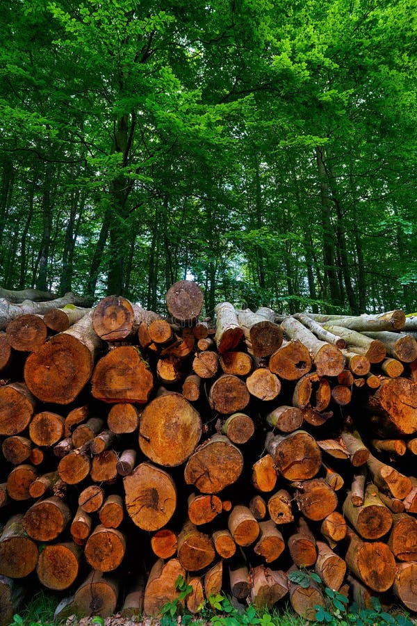 Wooden Logs Timber Stacked in Harz Germany Stock Photo - Image of ...