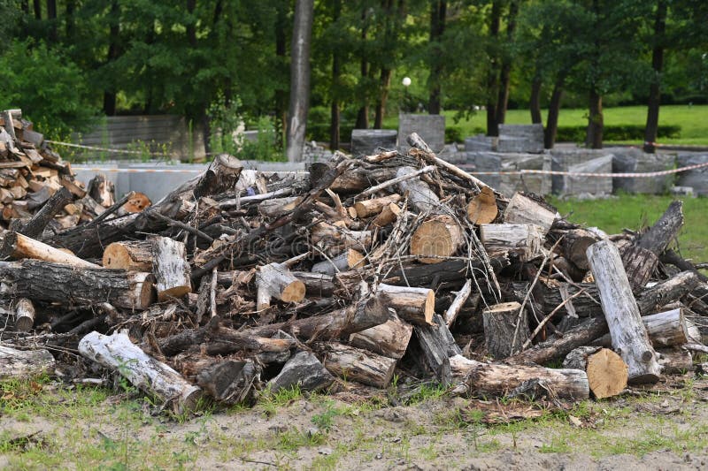 Wooden Logs with Tree Branches on a Pile. Stock Photo - Image of ...