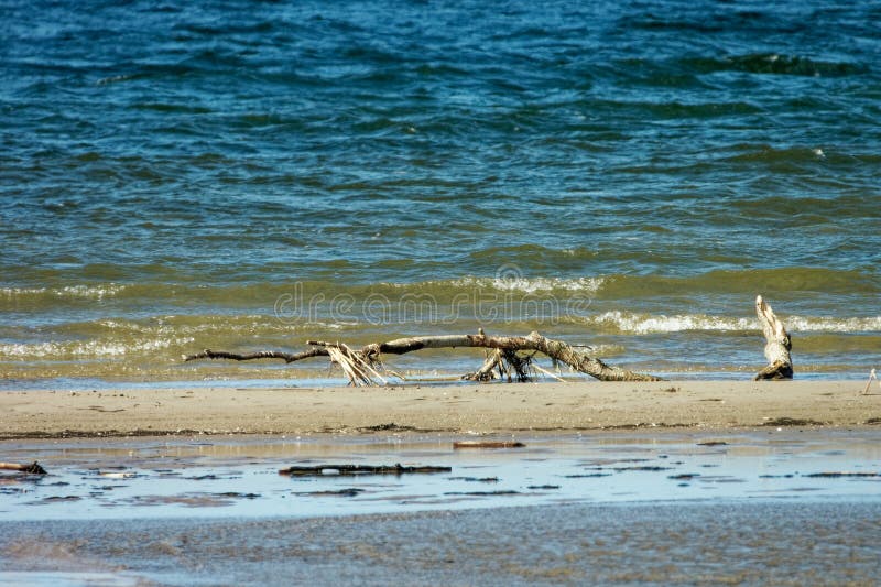 Wooden Material Flushed Out of Sea Stock Photo - Image of beach ...