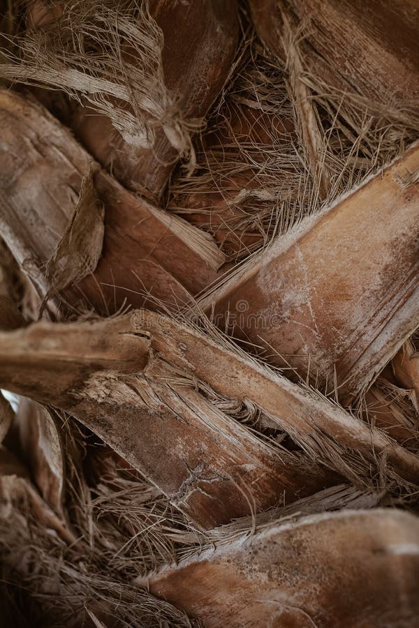 Palm Tree Bark Texture Close Up Stock Image - Image of botanical, trunk ...