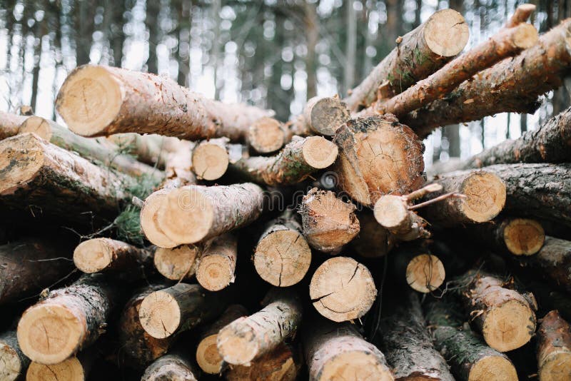 Wooden Natural Cut Logs Background. Stack of Logs. Stock Photo - Image ...