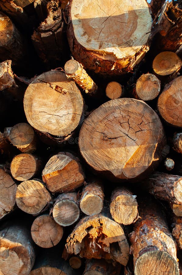 Wooden Sections of Trees. the Texture of the Tree. Background with ...