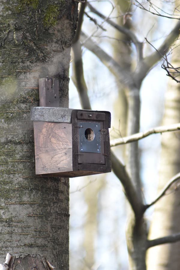 Nestbox Hanging on a Tree in the Forest Stock Photo - Image of fall ...