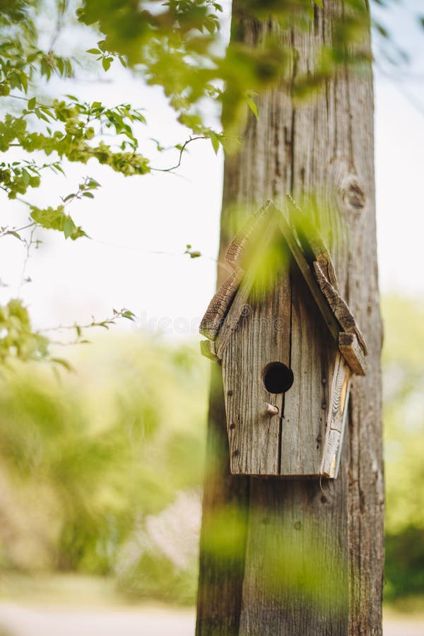 A Wooden Nesting Box Hanging on a Tree. Stock Photo - Image of bird ...