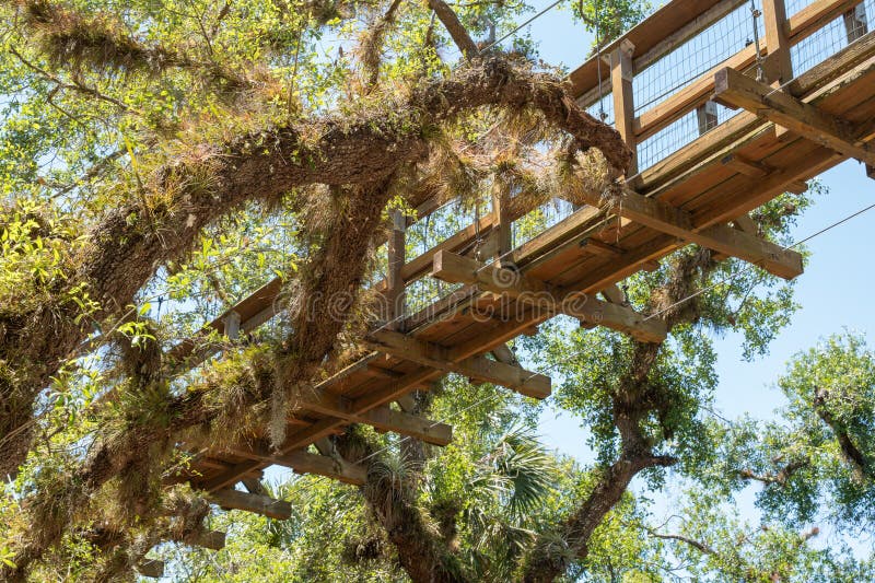 Wooden Observation Tower Hidden Behind Twisted Trees Stock Photo ...