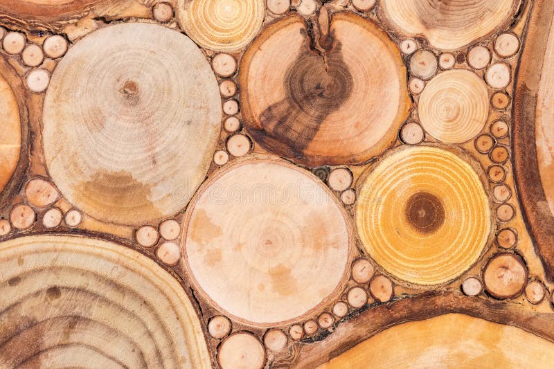 Cross Sections of Trunks and Branches of Different Trees Stock Image ...