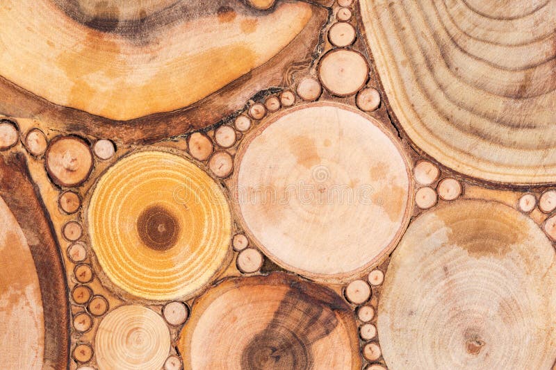 Cross Sections of Trunks and Branches of Different Trees Stock Image ...