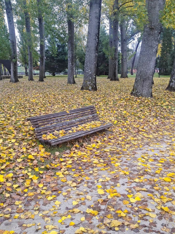 Wooden Park Bench in the Park in Fall Time Stock Image - Image of ...